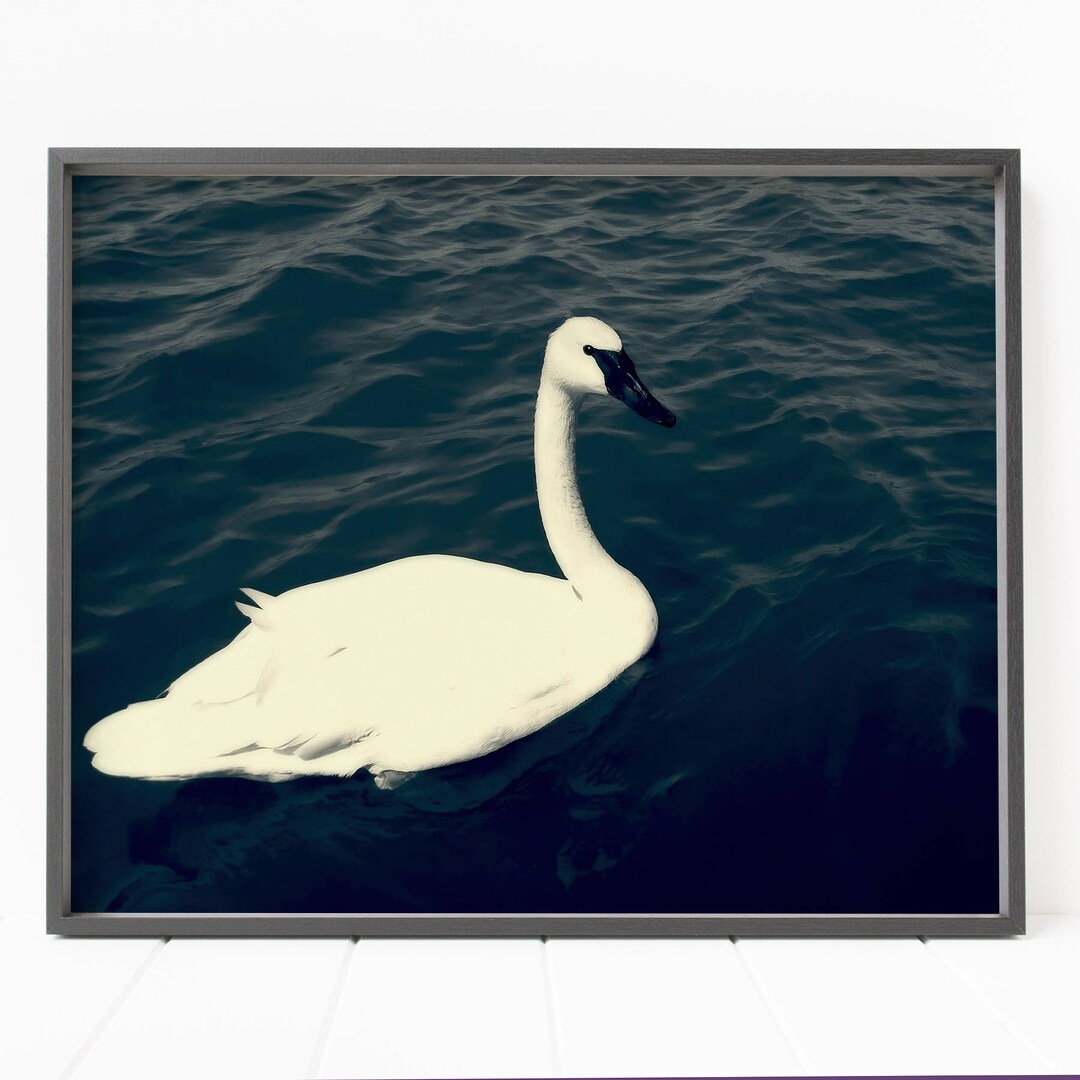 Swan Print, Swan Wall Art, Swan Decor, Printable Wall Art, Minimalist ...
