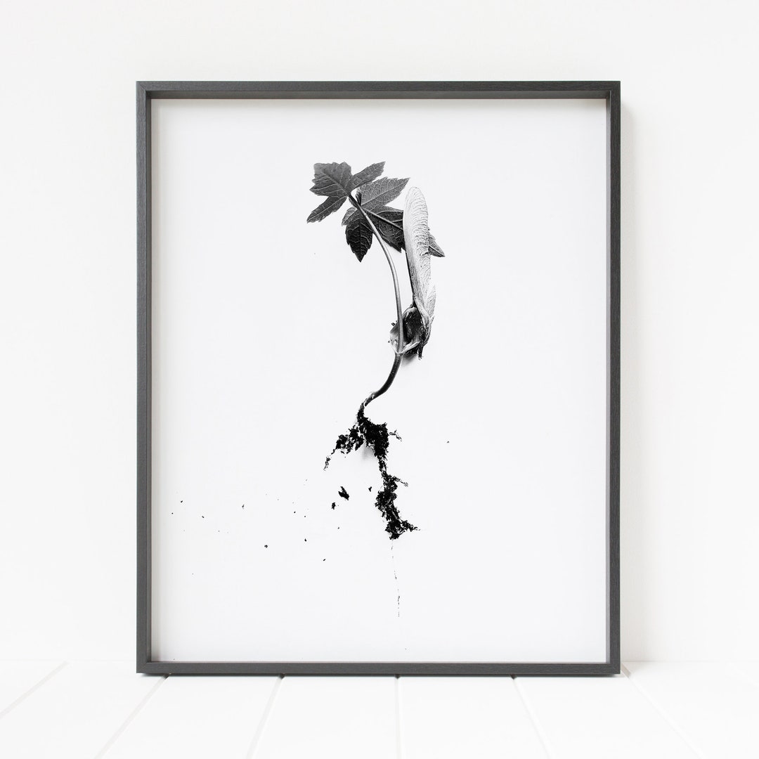 Maple Tree Seedling Print, Botanical Print, Botanical Decor, Minimalist ...
