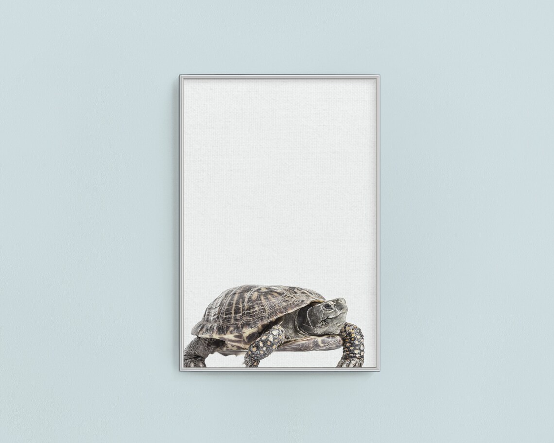 Turtle Wall Art Color Turtle Print Box Turtle Turtle Decor - Etsy