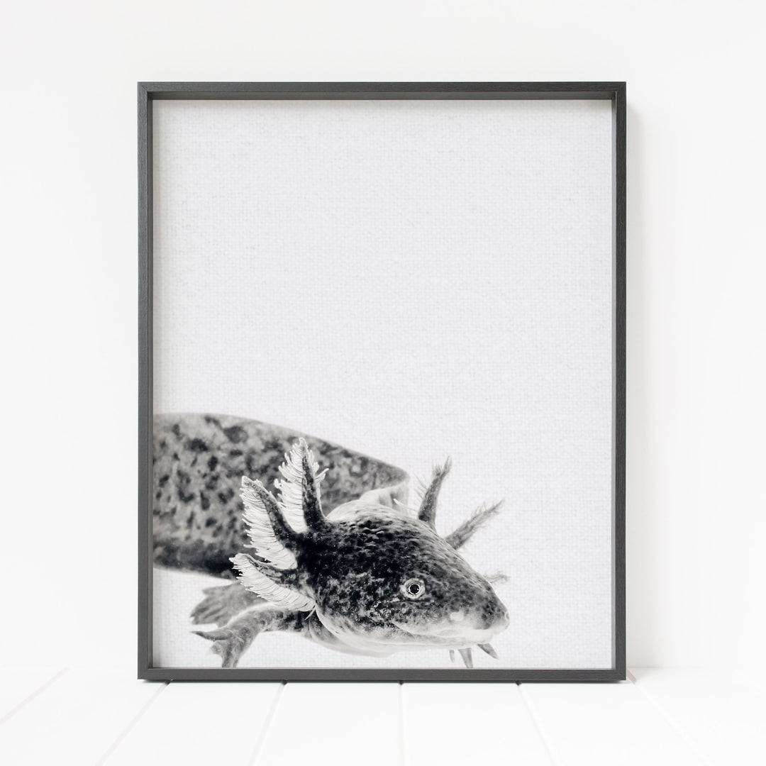 Axolotl Print in Black and White, Axolotl Decor, Axolotl Wall Art ...