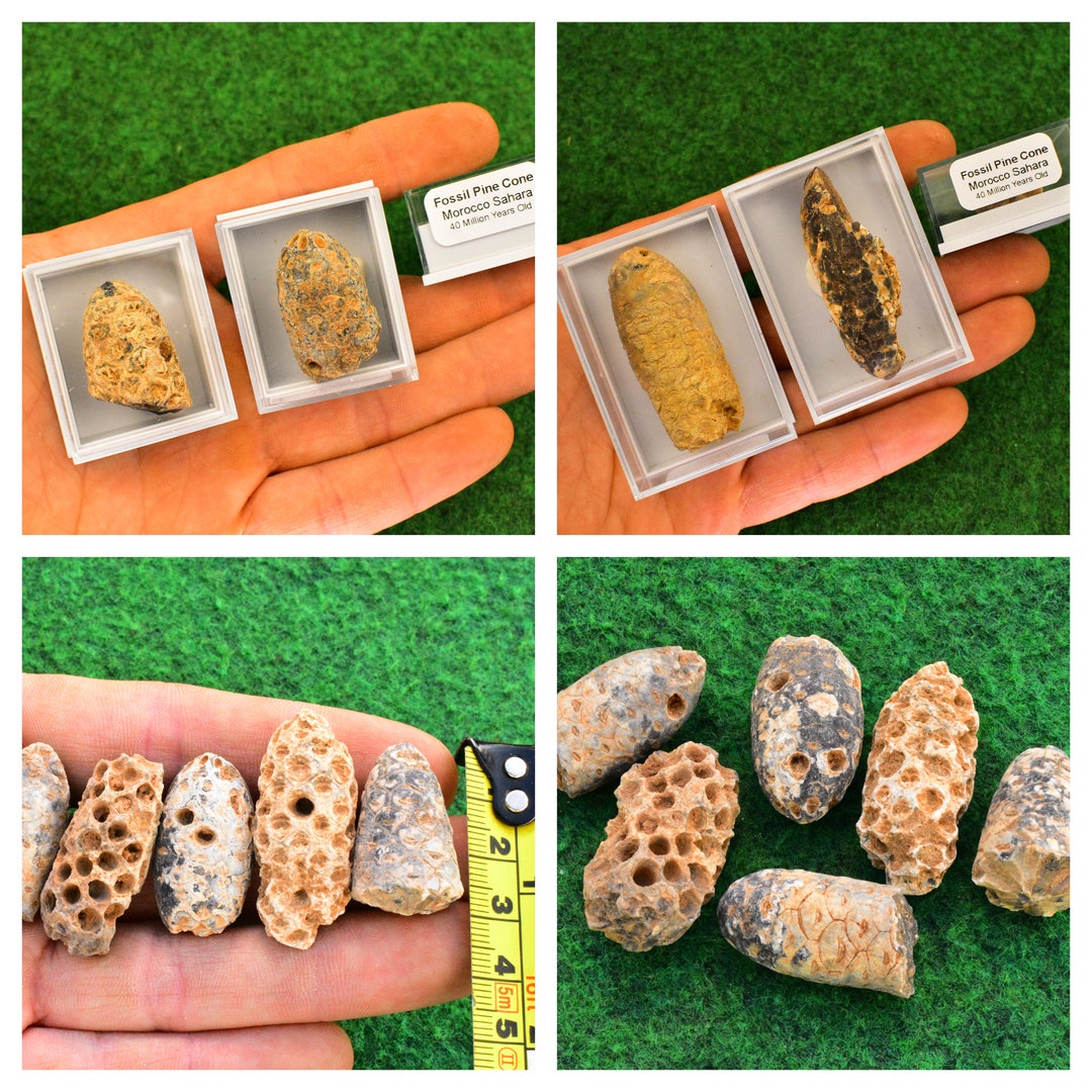 Pine Cone Fossil in Display Box Petrified Wood Eocene Conifer Tree ...