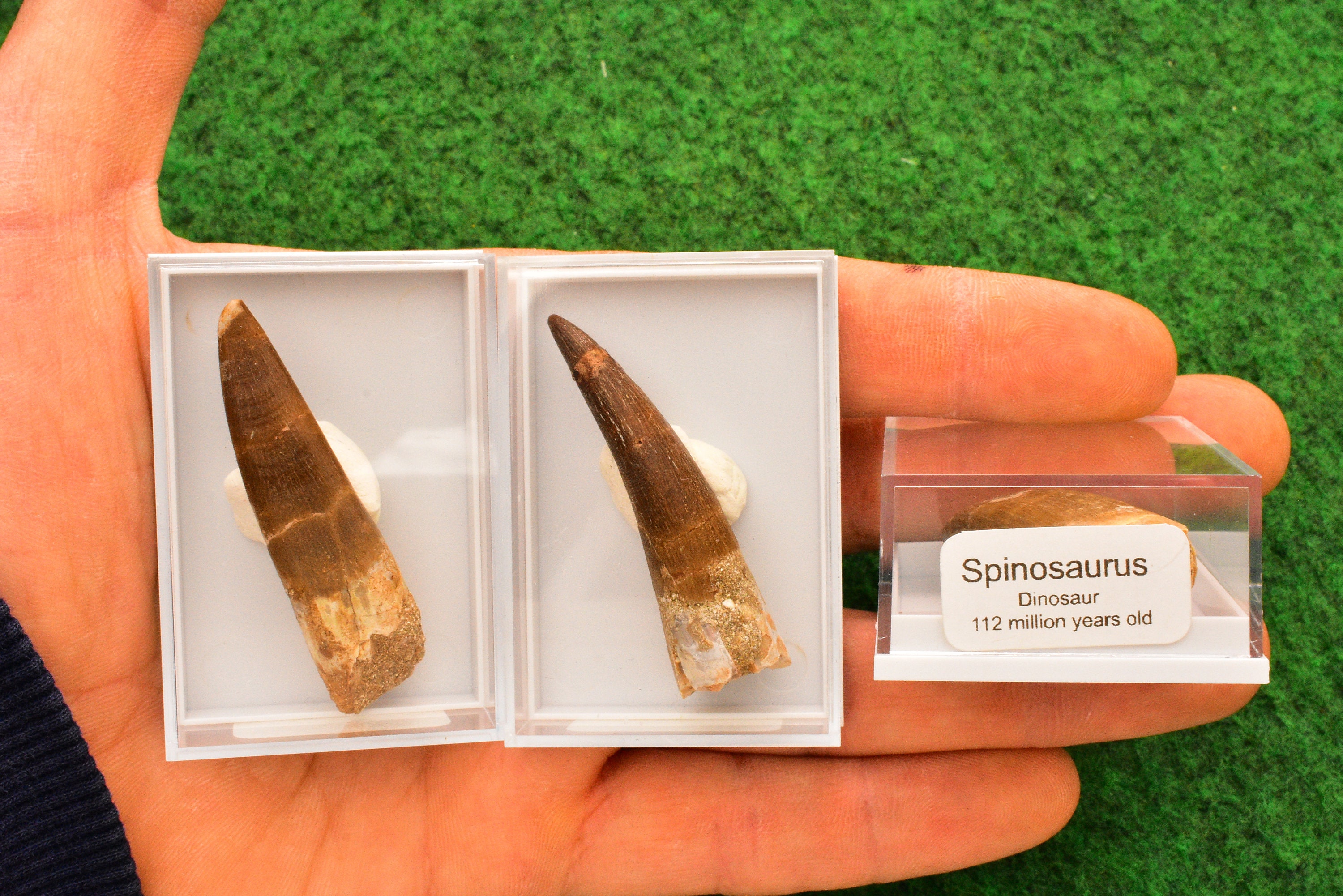 Spinosaurus Dinosaur Tooth/teeth Boxed 3-5cm 100% Real Fossil - Etsy