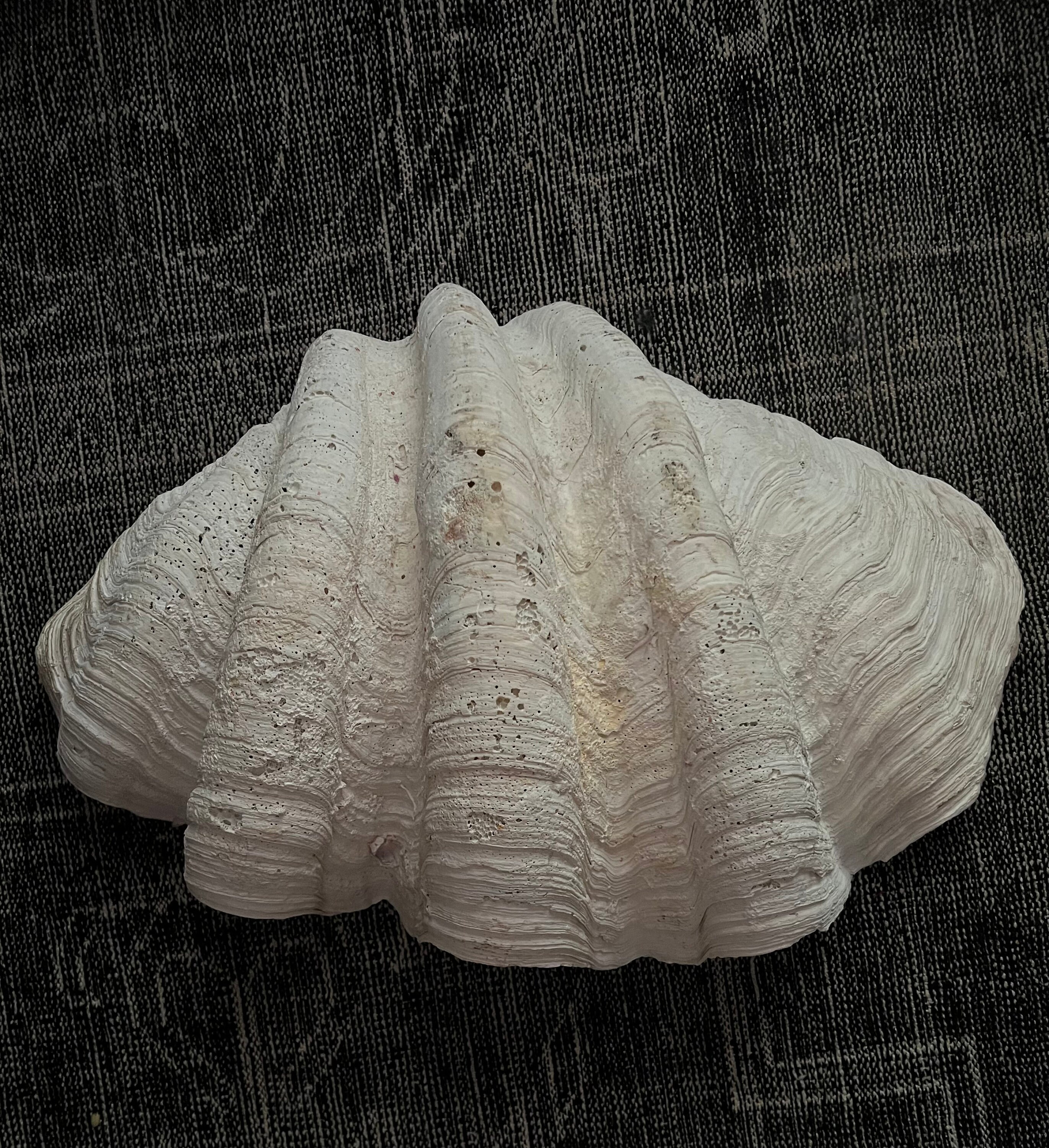 Massive Natural Clam Shell Tridacna Gigas 27x15x12 - Etsy