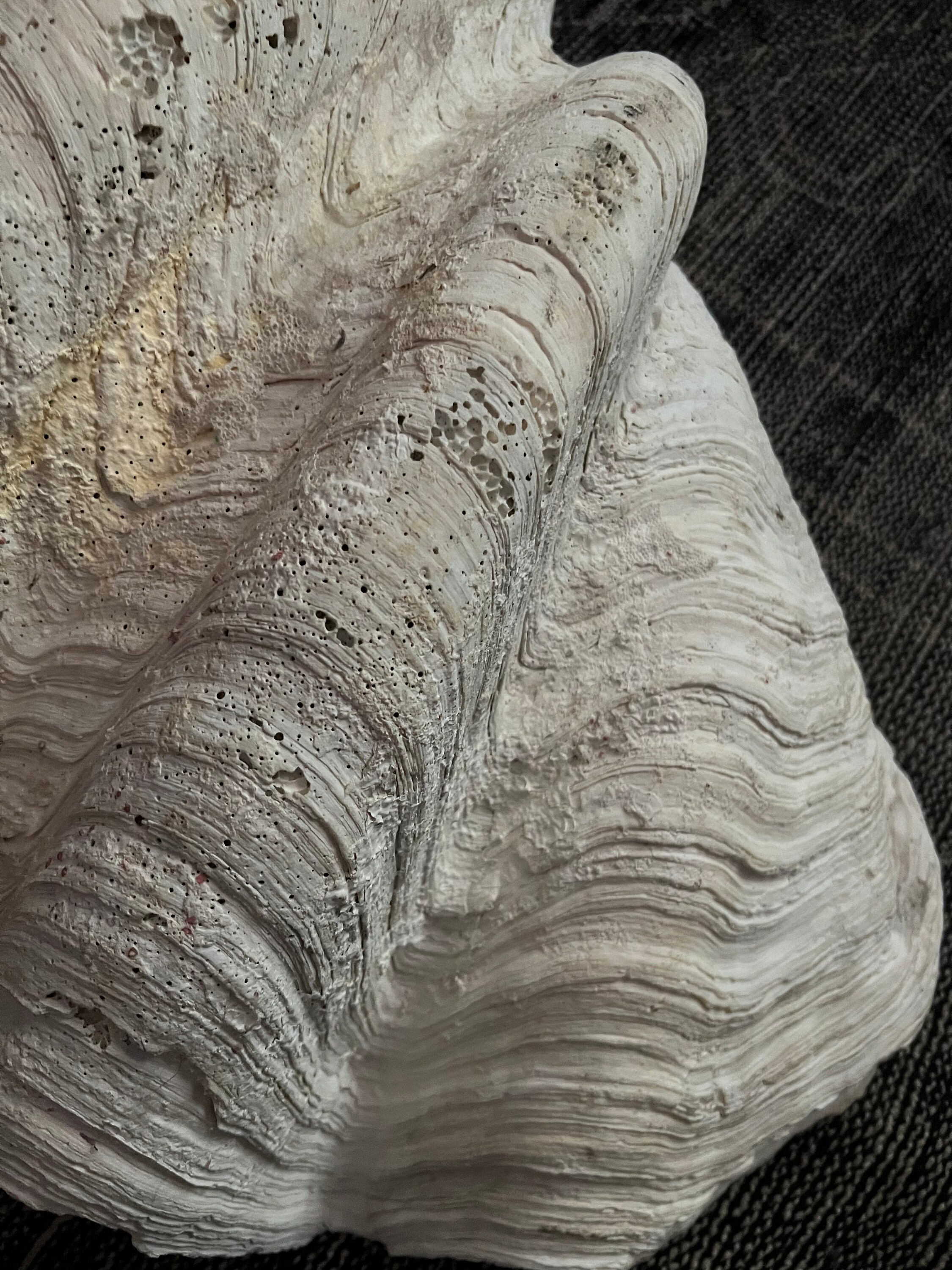 Massive Natural Clam Shell Tridacna Gigas 27x15x12 - Etsy