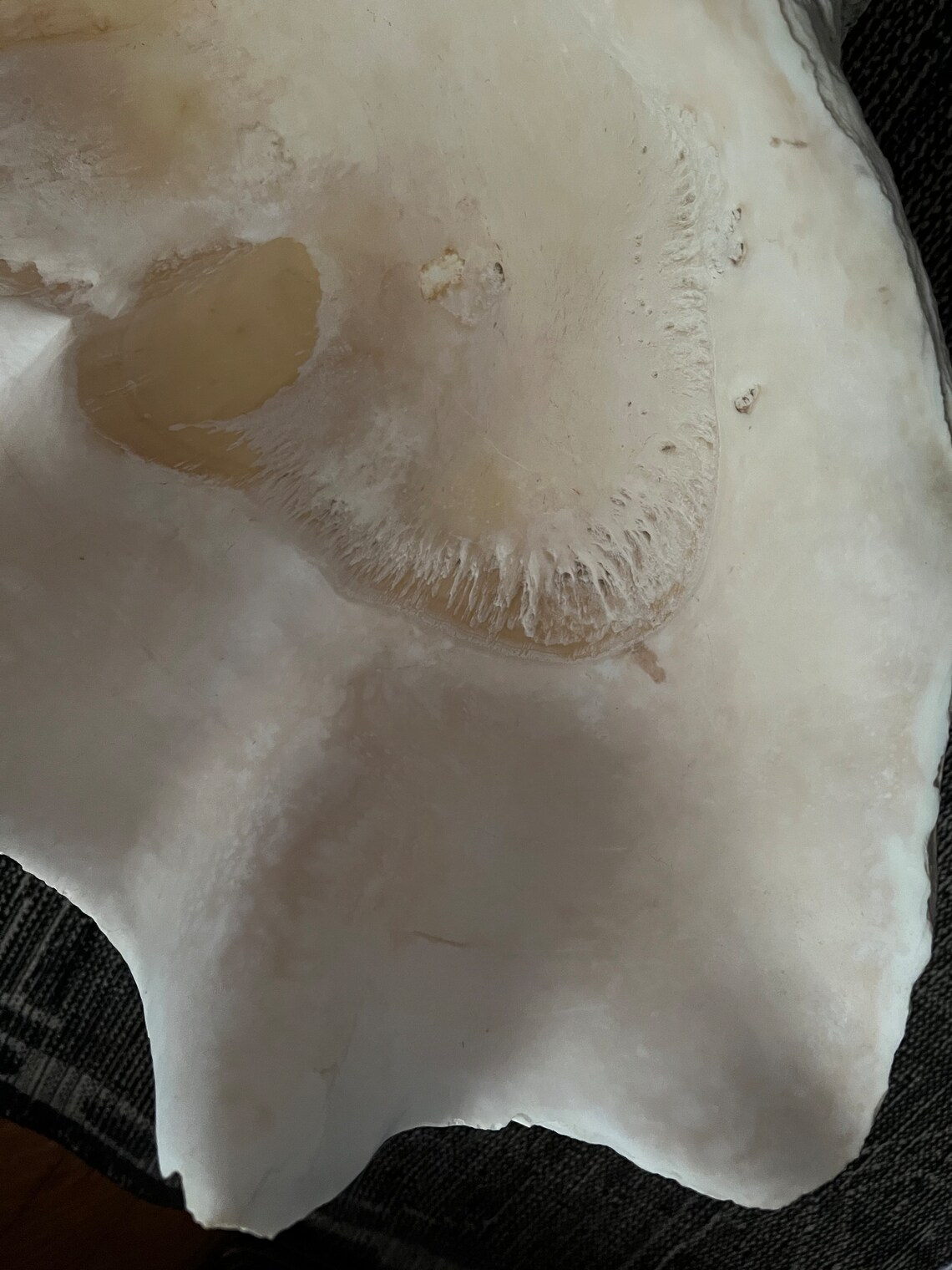 Massive Natural Clam Shell Tridacna Gigas 27x15x12 - Etsy