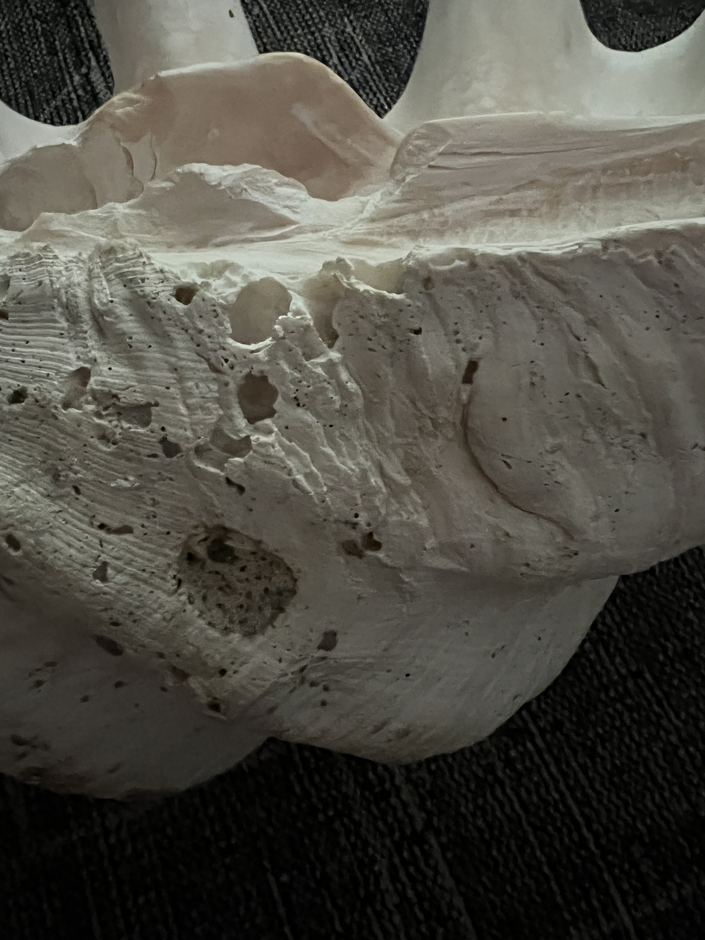 Massive Natural Clam Shell Tridacna Gigas 27x15x12 - Etsy