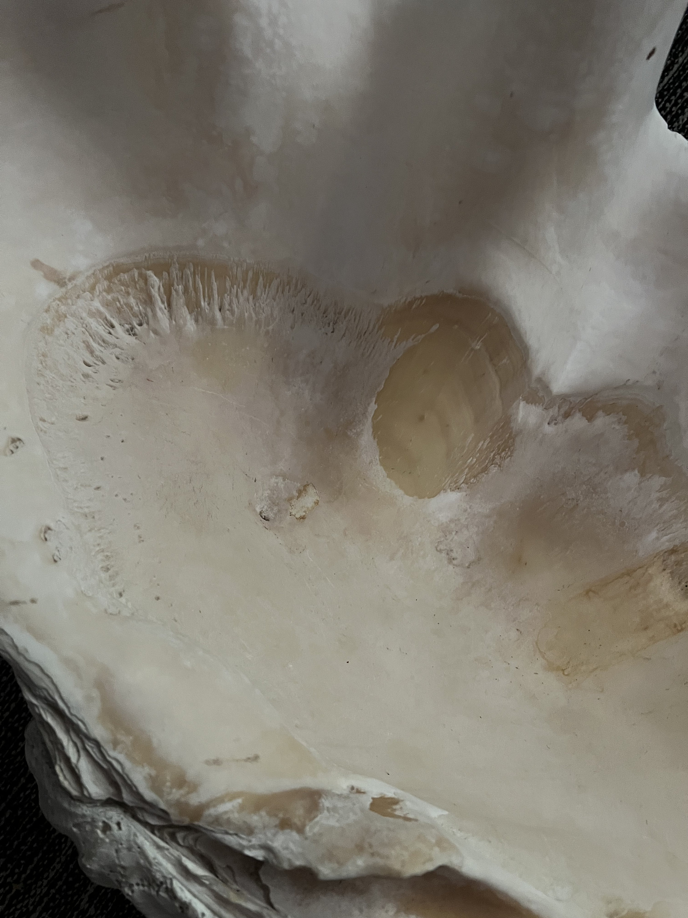 Massive Natural Clam Shell Tridacna Gigas 27x15x12 - Etsy