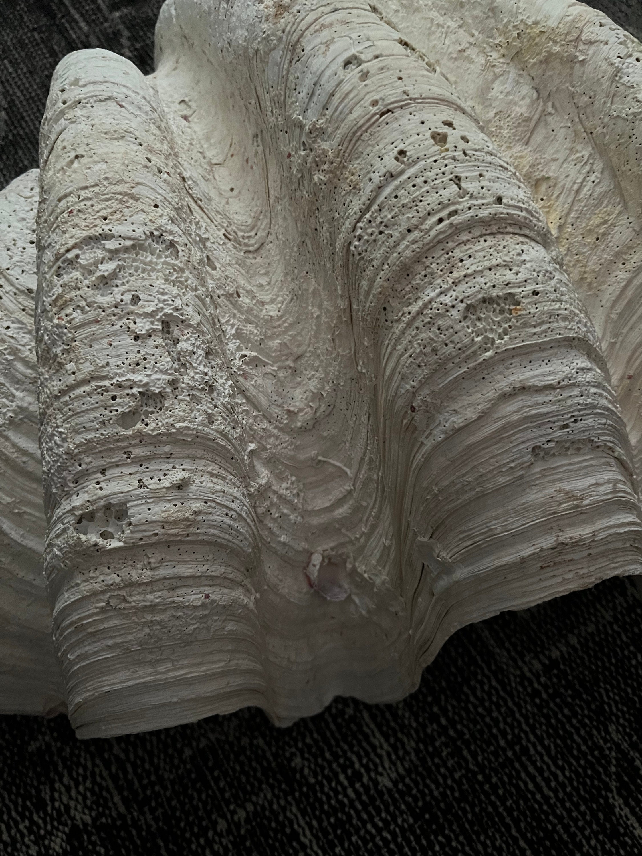 Massive Natural Clam Shell Tridacna Gigas 27x15x12 - Etsy