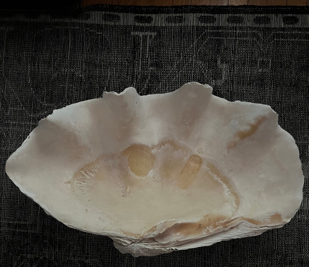 Massive Natural Clam Shell Tridacna Gigas 27x15x12 - Etsy