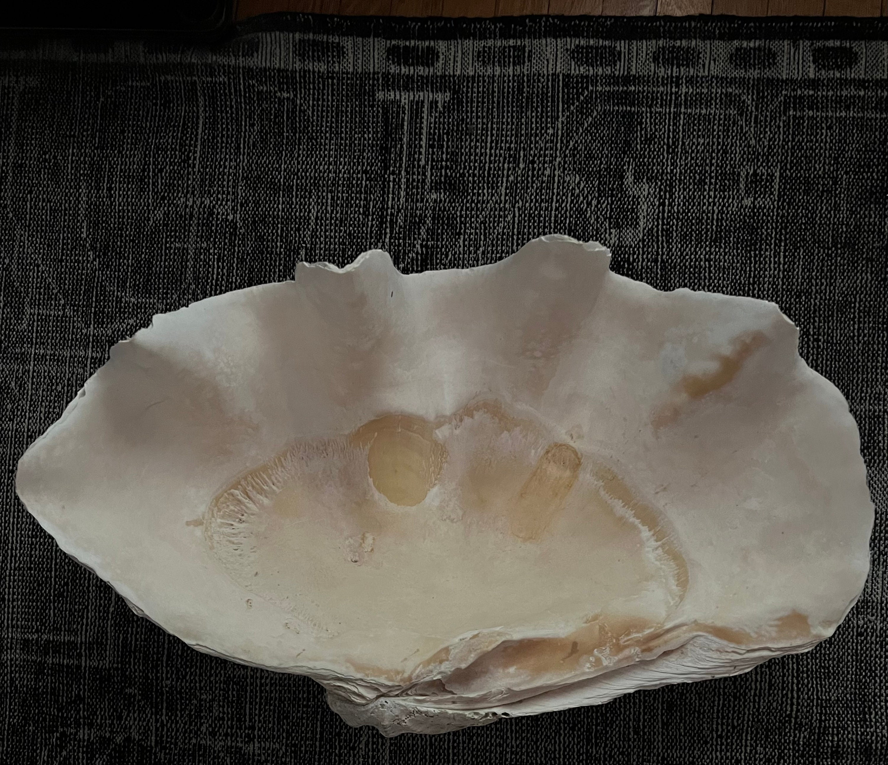 Massive Natural Clam Shell Tridacna Gigas 27x15x12 - Etsy