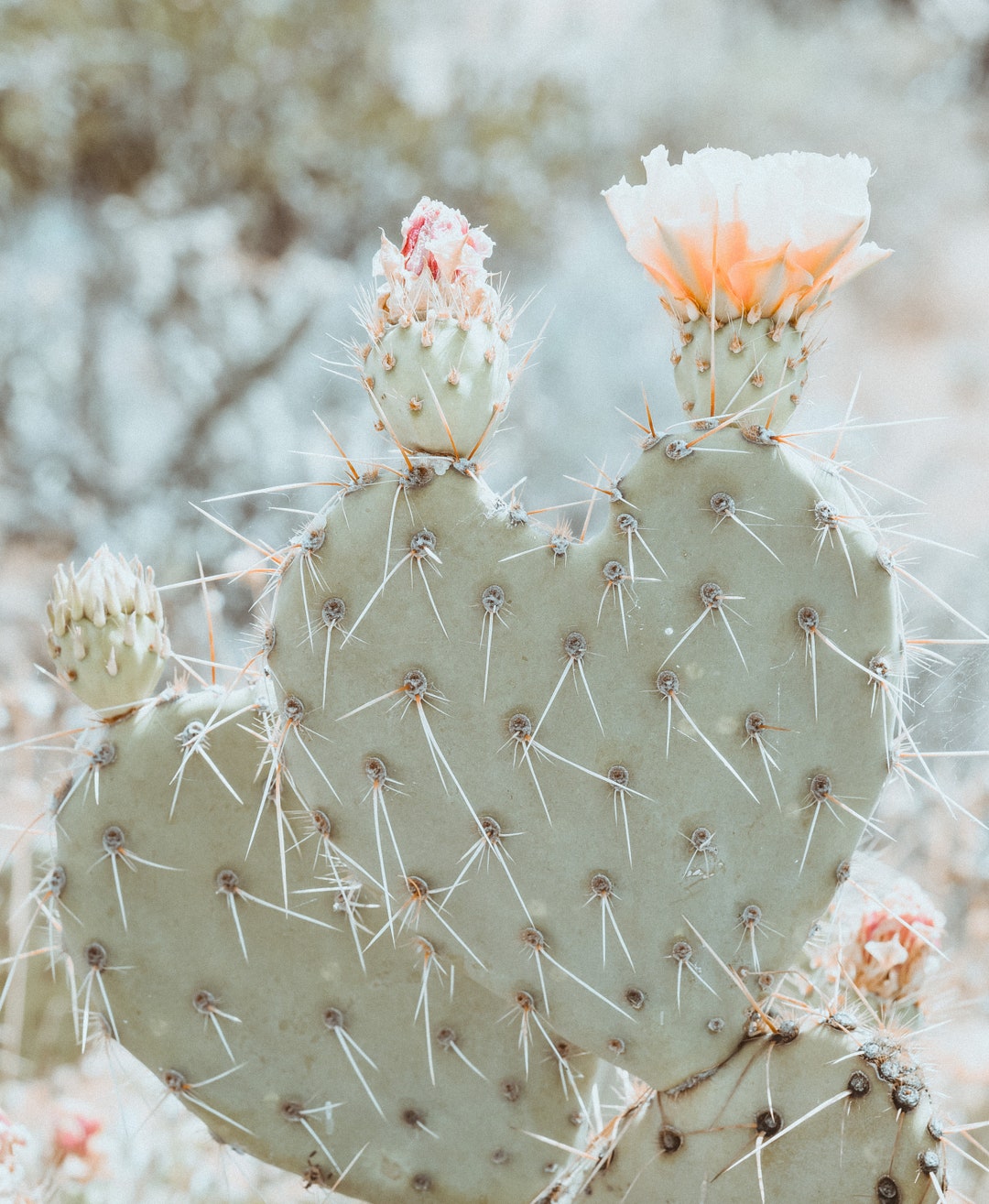 Arizona, Cactus, Heart, Flowers, Pink, Cactus, Desert, Plants, Nature ...
