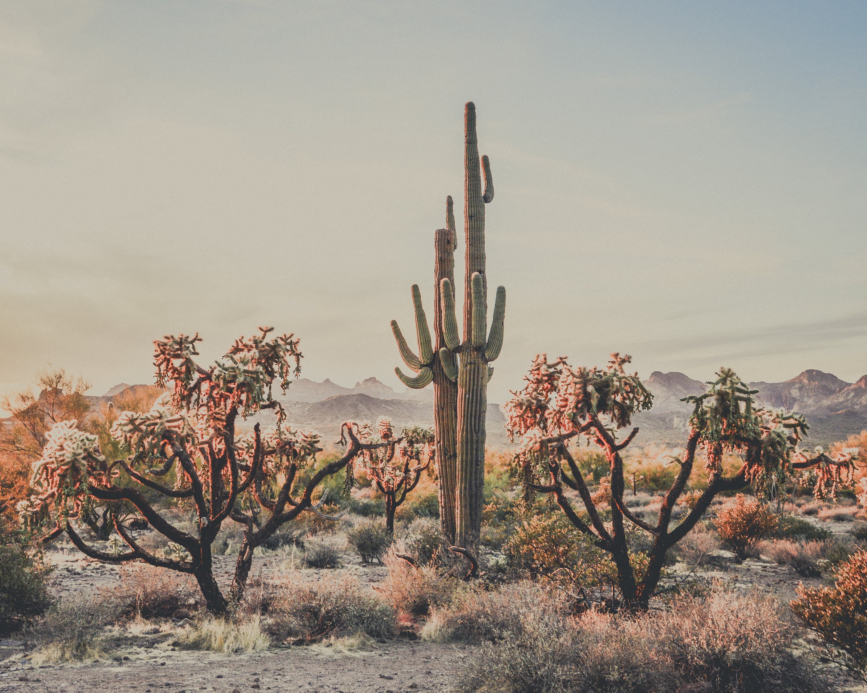 Southwest, Landscape Photography,saguaro Sunset, Southwest Photo ...