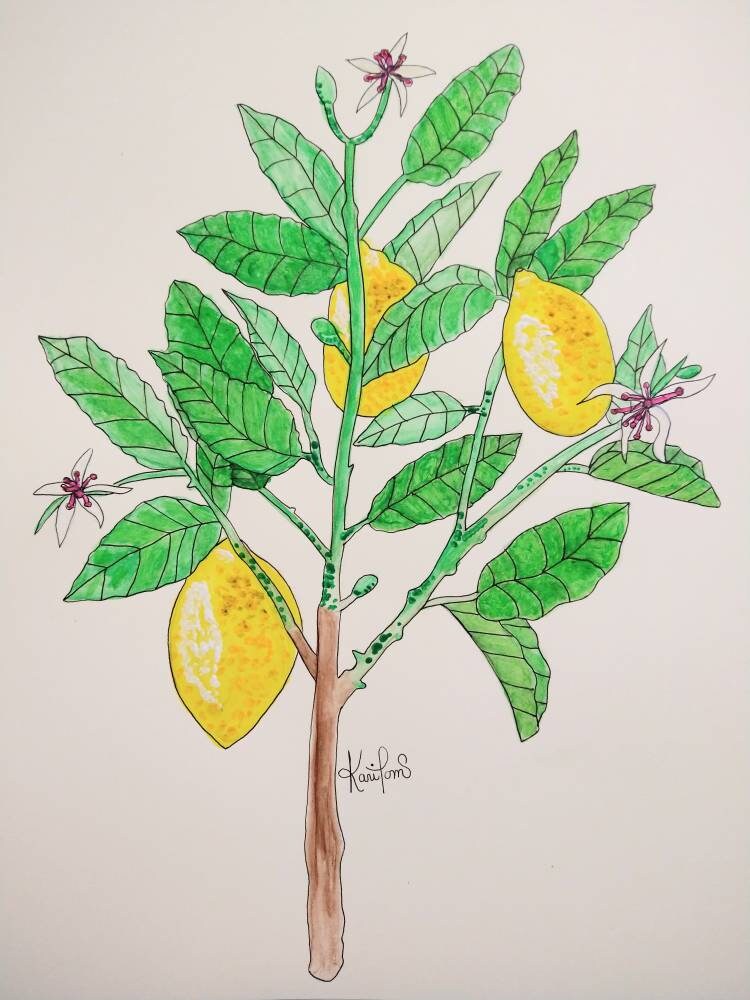 11 X 14 Inch Lemon Tree Sketch. Acrylic Watercolor and Ink. - Etsy