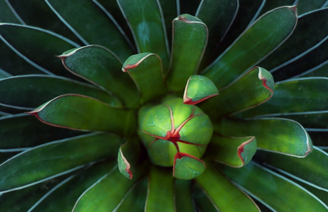 Agave Digital Print - Etsy