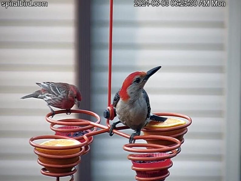 Oriole Feeder-spiral Bird Feeder. 4 Cell by Paulson Products. Hand Made ...