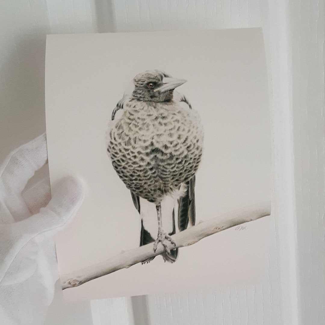 Baby Magpie Print: Australian Bird, Colour Pencil Drawing - Etsy