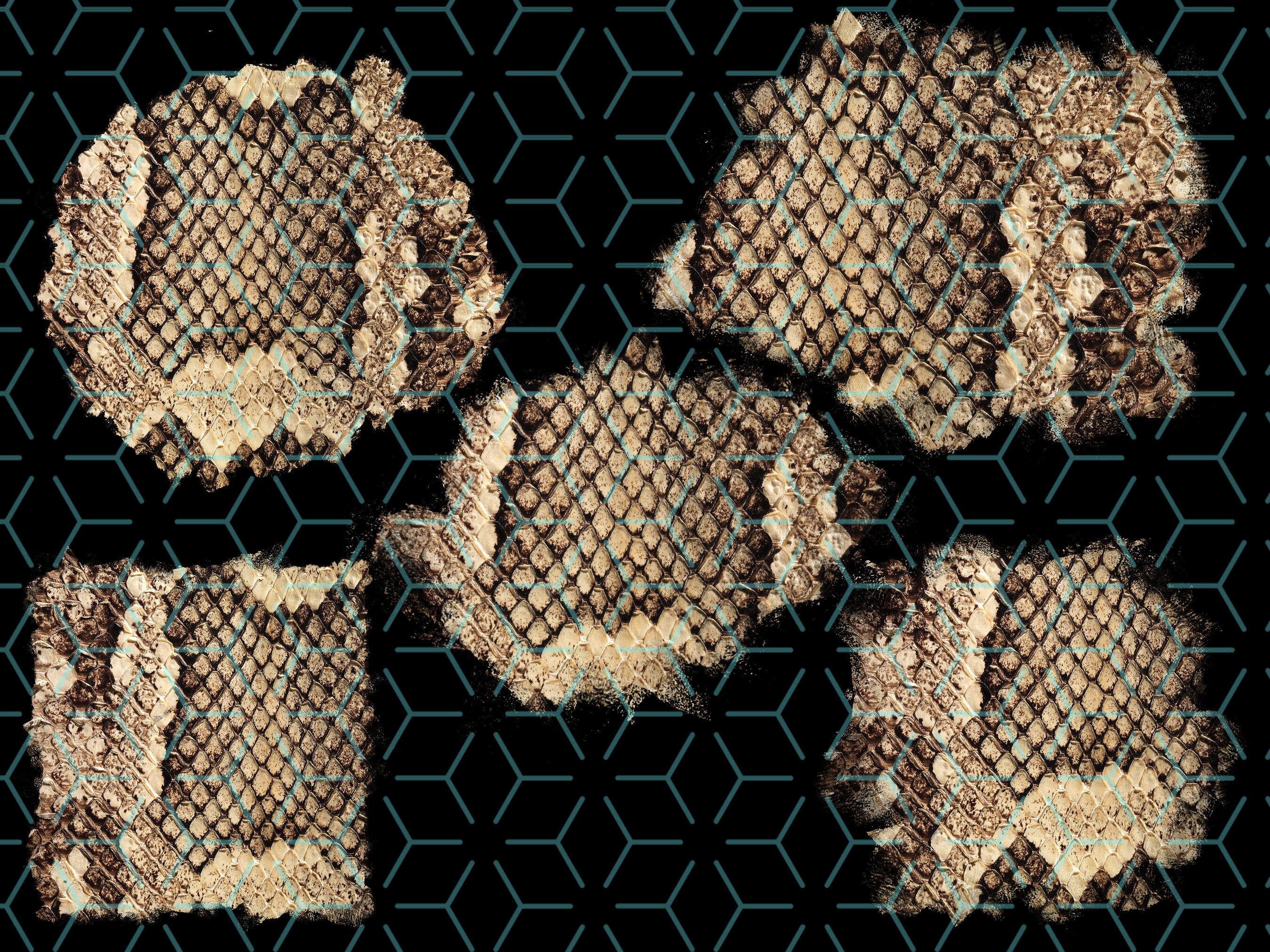 Snake Skin Sublimation Patches PNG Patch Distressed Snake Skin Instant ...