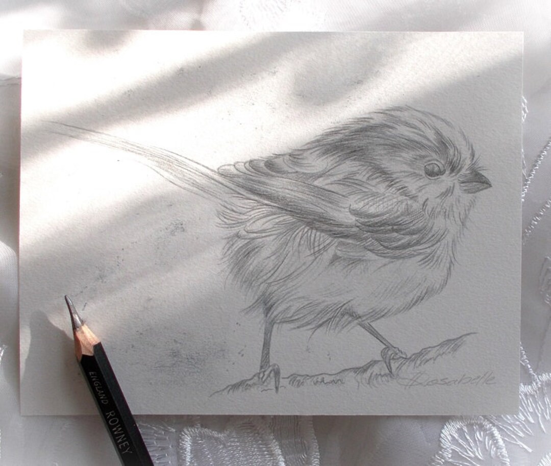 Original Graphite Bird Pencil Drawing: Signed One-of-a-kind Sketch - Etsy