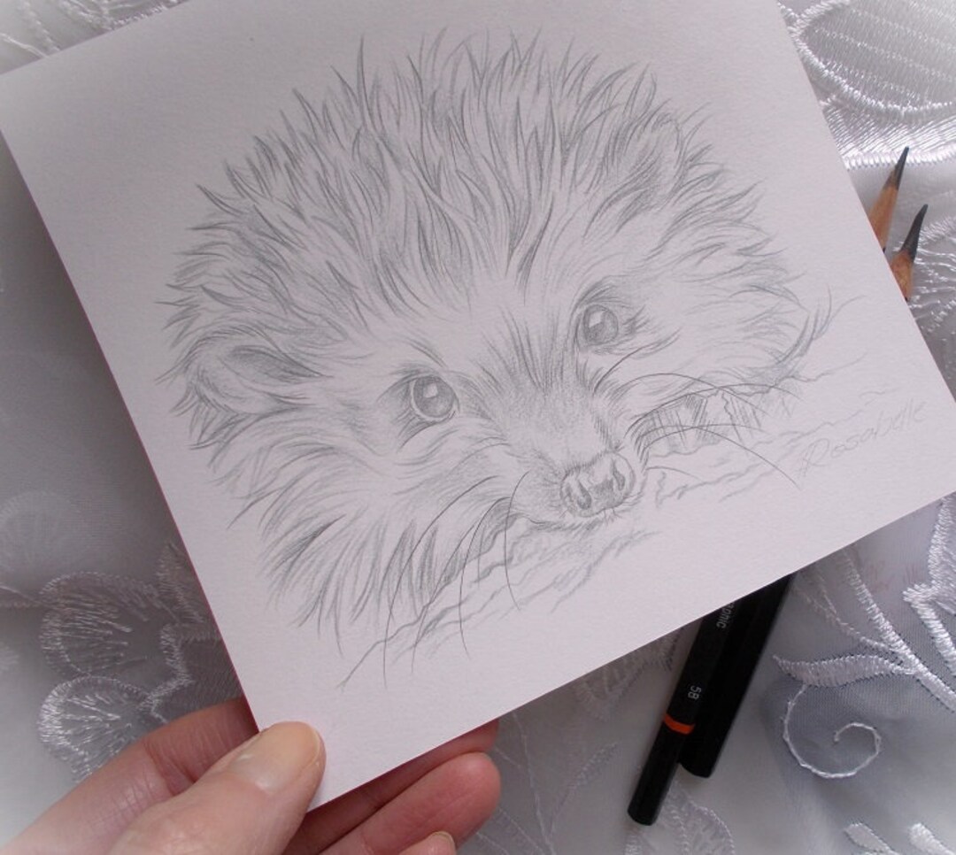 Hedgehog Pencil Drawing: Original Artist Signed, 6x6 Unframed - Etsy