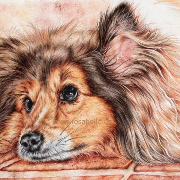 Sheltie - Etsy