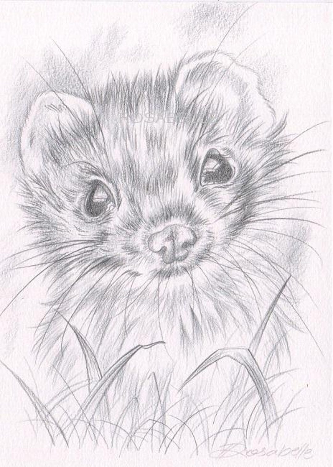 Original Pencil Drawing, Weasel Drawing, Countryside Theme - Etsy