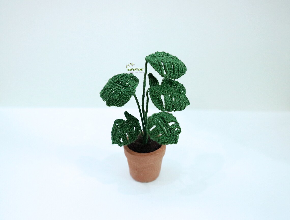 Miniature Monstera Plant Tiny Teeny Monstera Pot Collectible - Etsy