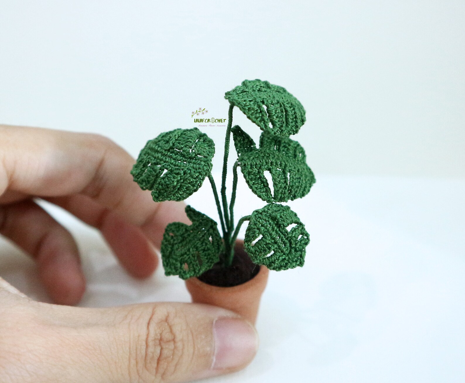 Miniature Monstera Plant Tiny Teeny Monstera Pot Collectible - Etsy