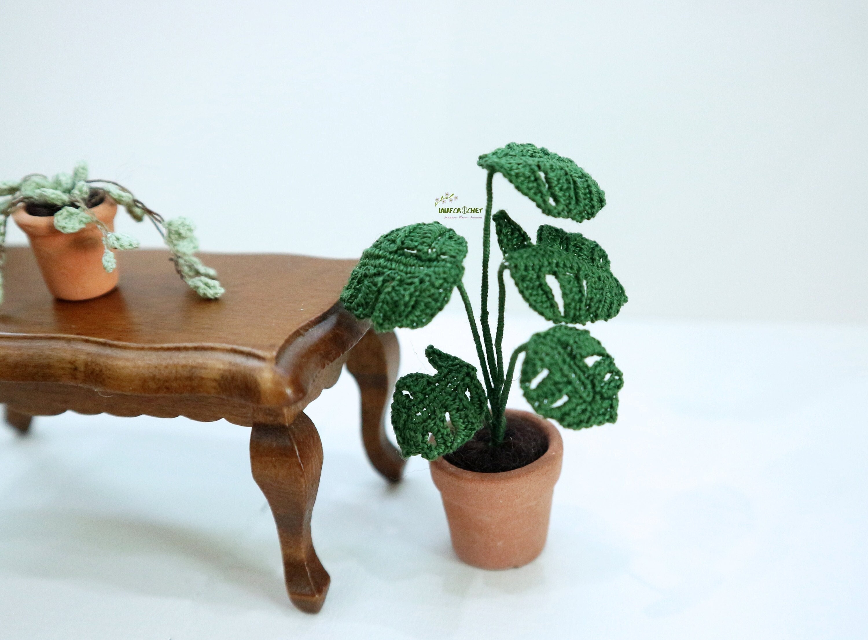 Miniature Monstera Plant Tiny Teeny Monstera Pot Collectible - Etsy