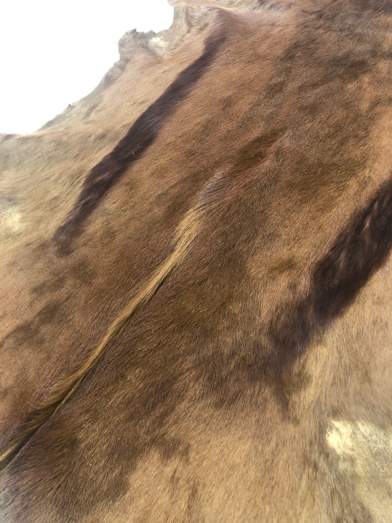 SPRINGBOK SKIN LEATHER Hair On Brown Springbuck Hide | Etsy