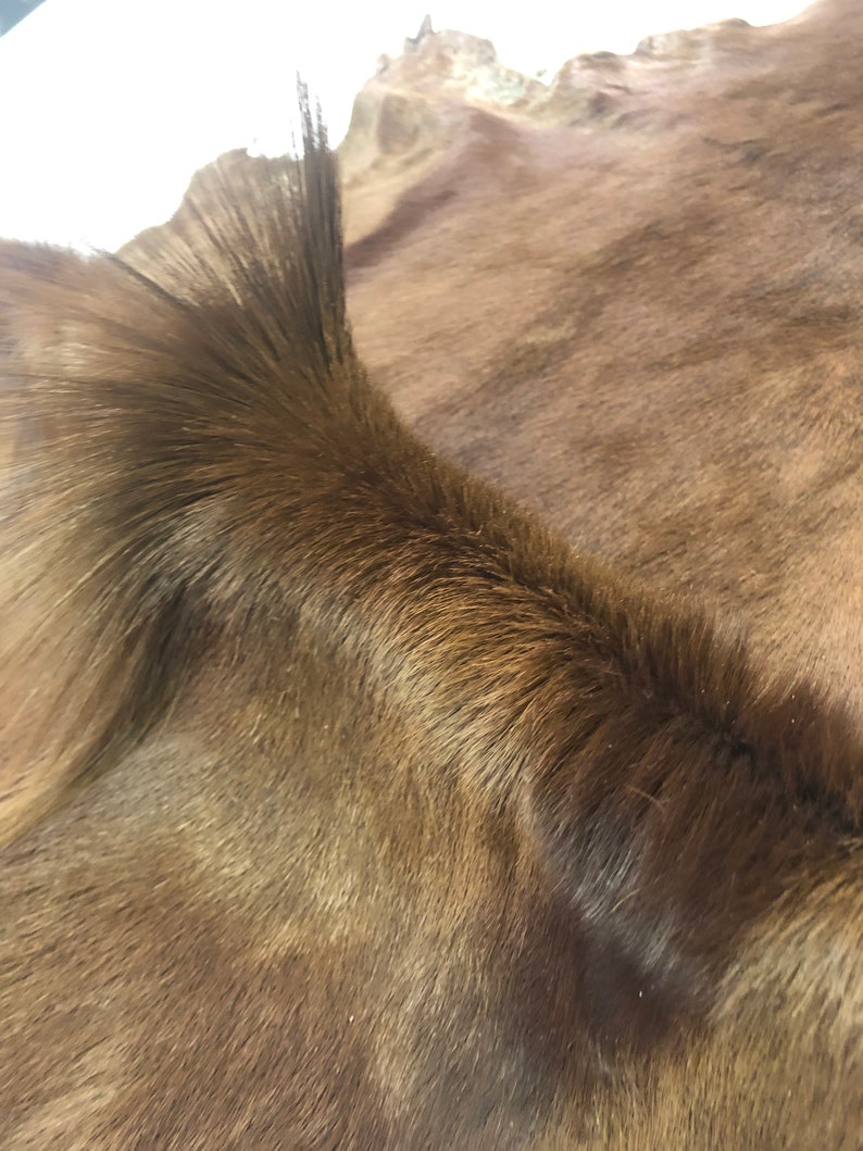 SPRINGBOK SKIN LEATHER Hair On Brown Springbuck Hide - Etsy