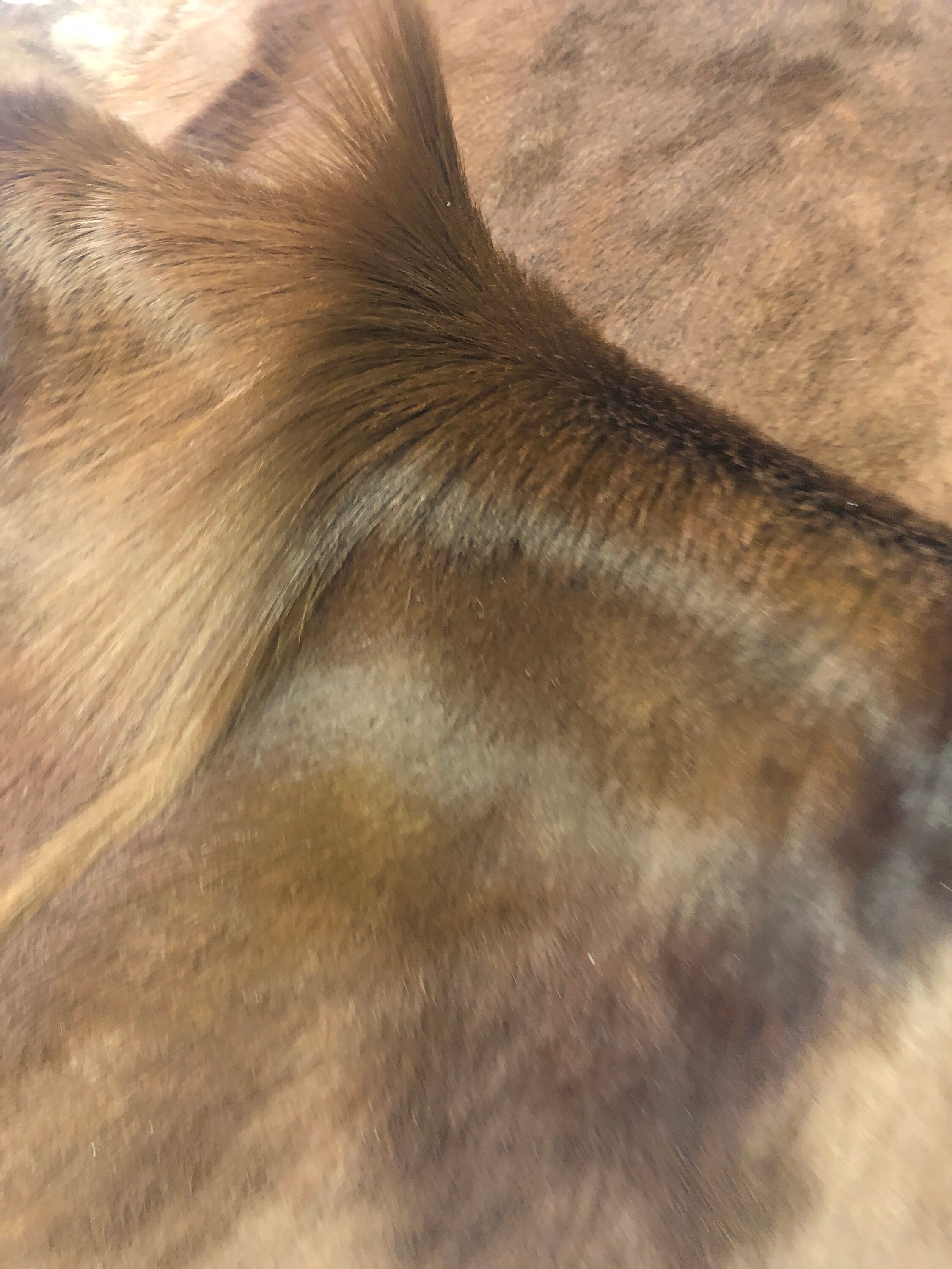 SPRINGBOK SKIN LEATHER Hair on Brown Springbuck Hide | Etsy