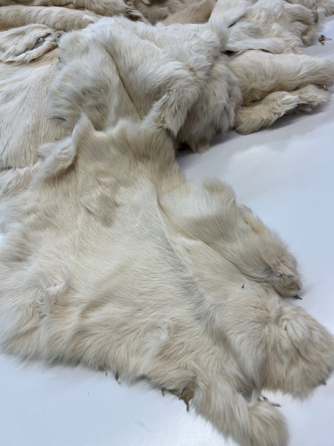 Cream Rabbit Skins Buy 25 Skins Bulk Price - Etsy