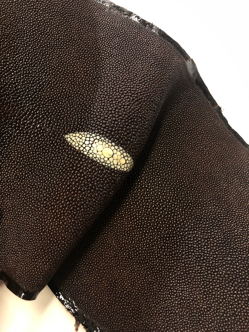 STINGRAY Brown GENUINE Stingray LEATHER Skins Size - Etsy