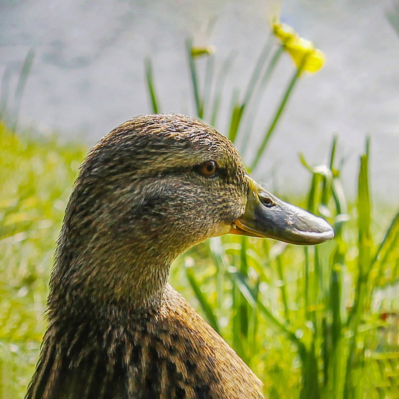 Greetings Card 'duck' Square Photographic Image - Etsy Australia