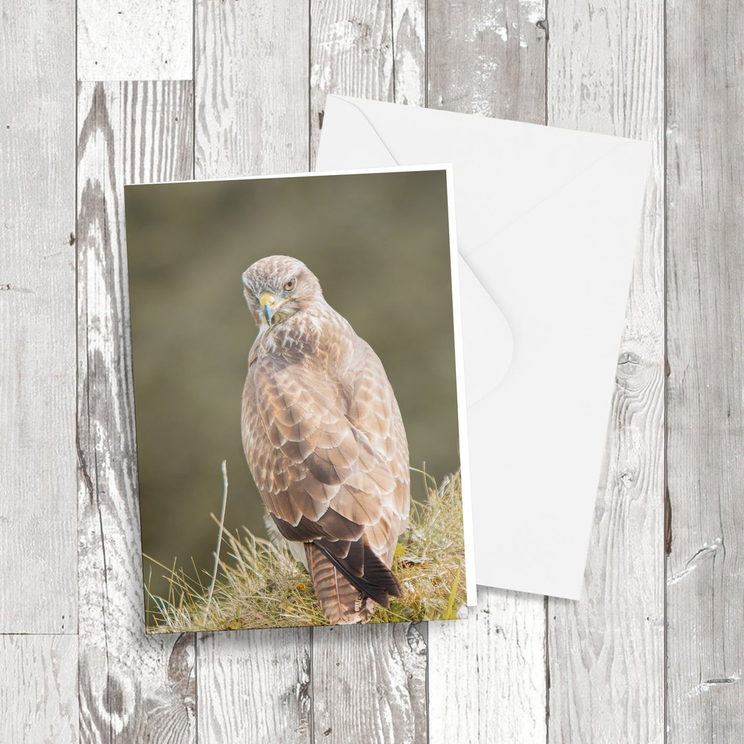 Greetings Card - 'buzzard', Rectangular Photographic Image - Etsy
