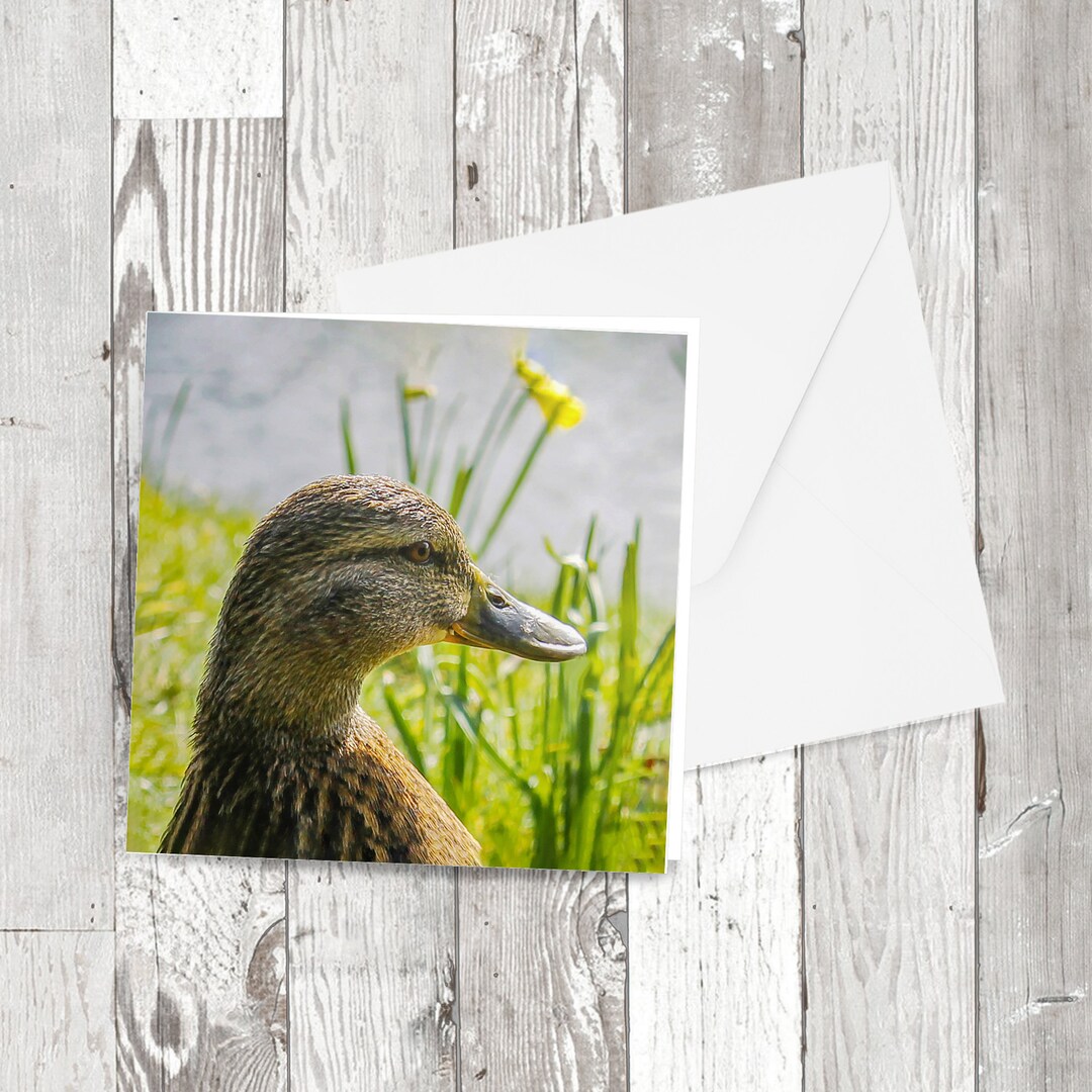 Greetings Card 'duck', Square Photographic Image - Etsy Australia
