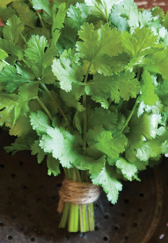 Cilantro 50 Seeds Cruiser Hybrid. Bolt-resistant Variety. | Etsy