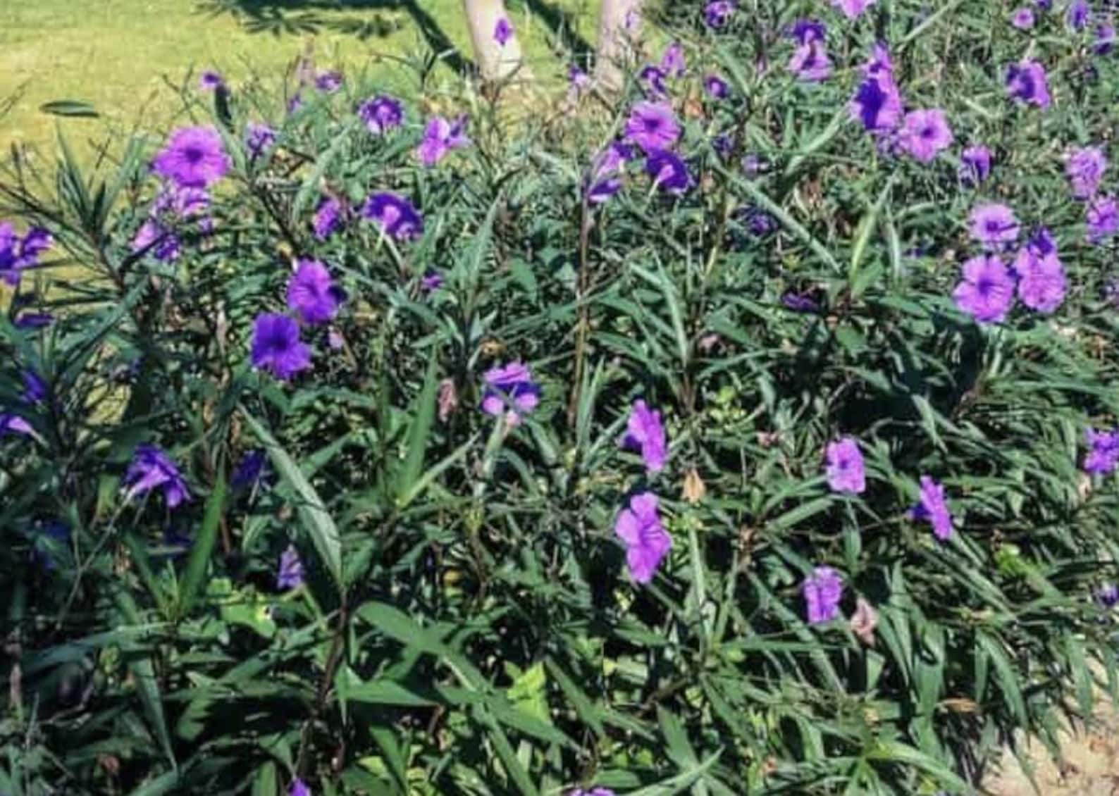Mexican Purple Petunia Cuttings ( 10 in Pack, 4-6" Long) - Ruellia ...