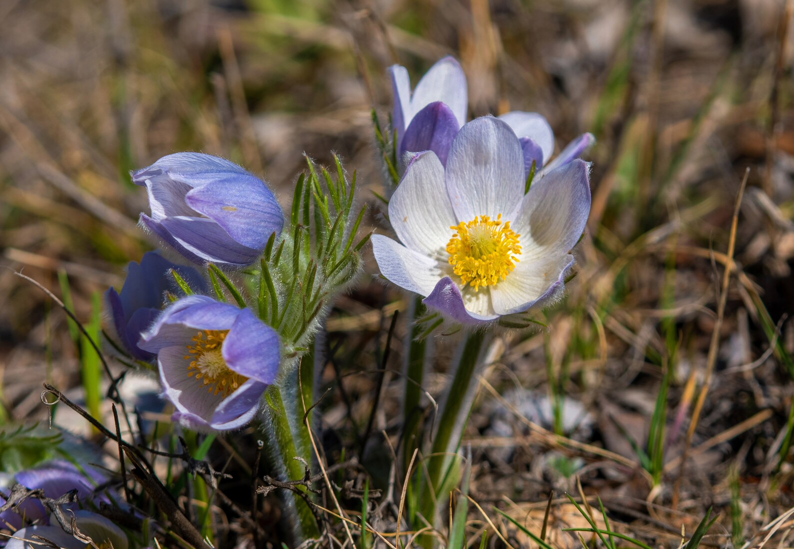 Floral Photography_first Spring Prairie Crocuses, a Wildflowers Color ...