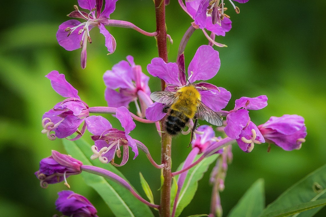 PURPLE FIREWEED With Bee, a Color Photographic Print - Etsy