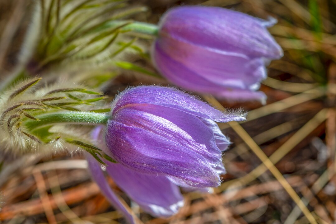 Floral Photography_purple PASQUE FLOWERS, a Color Photographic Print of ...