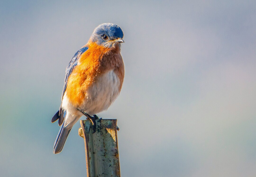 Bird Photography_sweet Eastern Bluebird, a Beautiful Color Bird ...