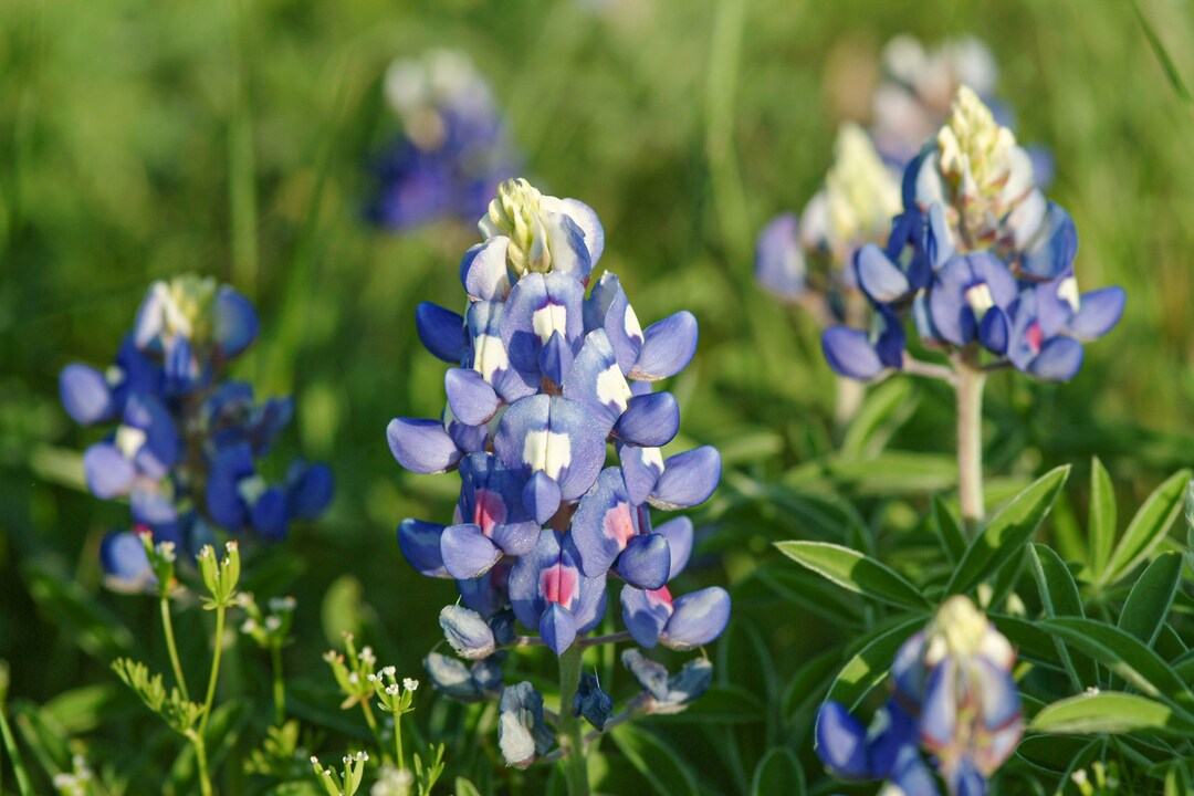 Floral Photography_bluebonnets From Texas Hill Country, a Beloved ...