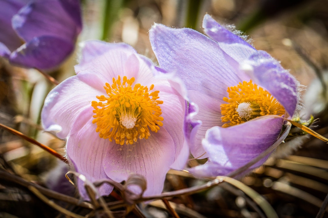 PURPLE PRAIRIE CROCUSES a Color Photographic Print - Etsy