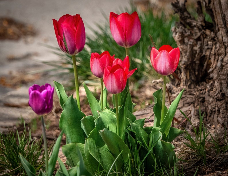 Floral Photography_beautiful Spring Tulips Color Photographic Print - Etsy
