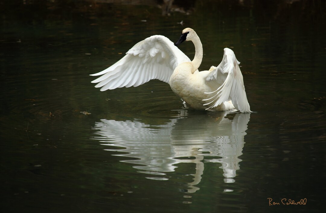 Trumpeter Swan Metal Wall Art, Trumpeter Swan Stretching Its Wings ...