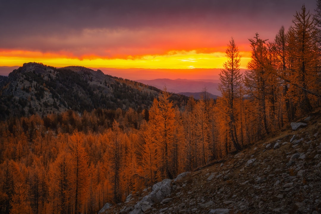 Golden Larch Sunrise Photo | Pacific Northwest Wall Art - Etsy
