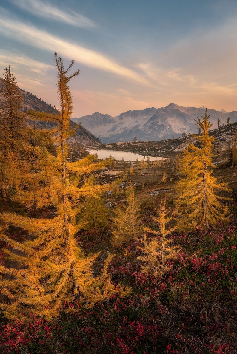North Cascades Golden Larch Trees Photo Print, Canvas Wall Art Pacific ...