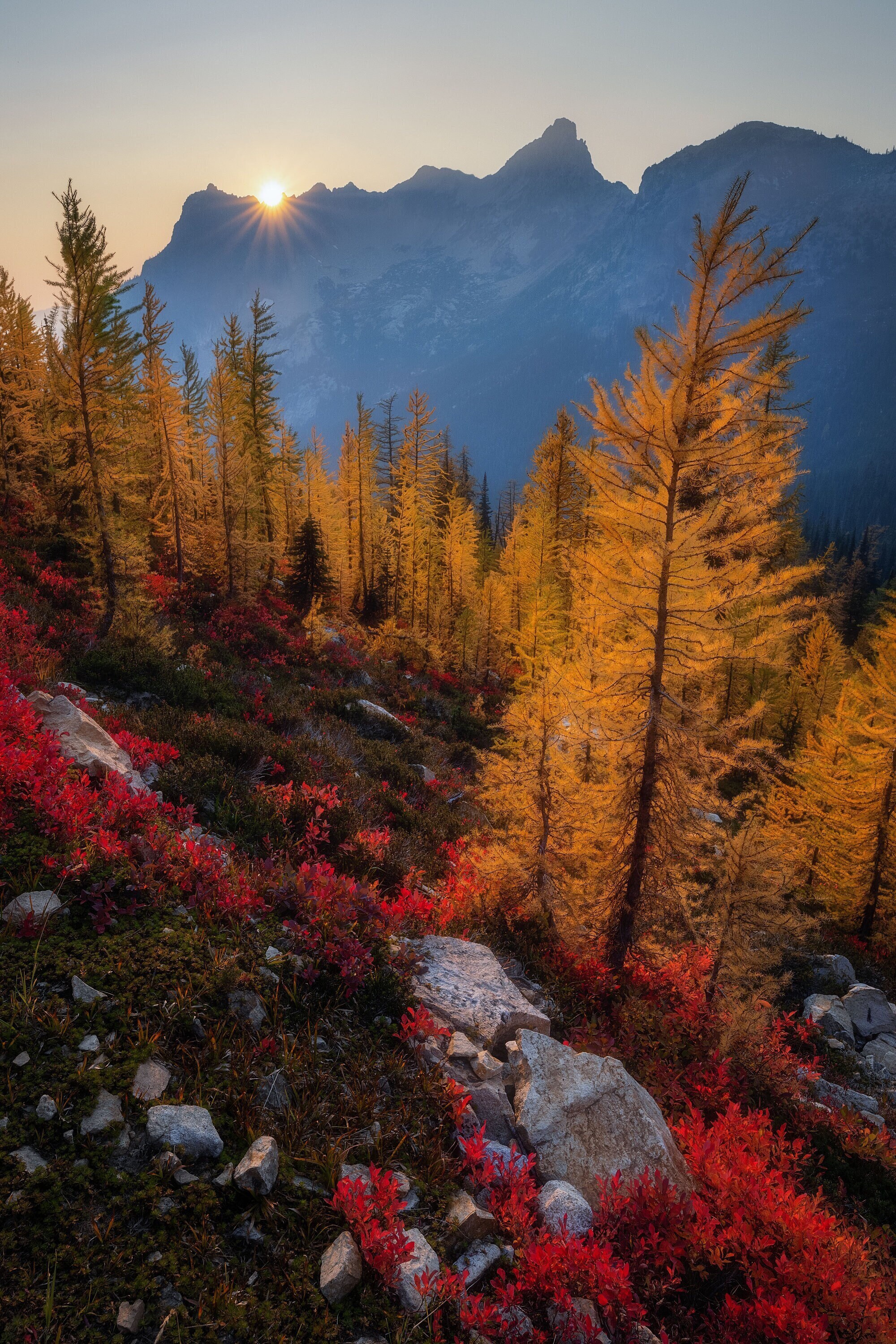 Beautiful Larch Trees Photo Print, Metal, Canvas Wall Art Pacific ...