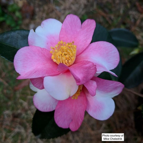 Pink Snow Camellia Sasanqua Live Plant Quart Pot - Etsy